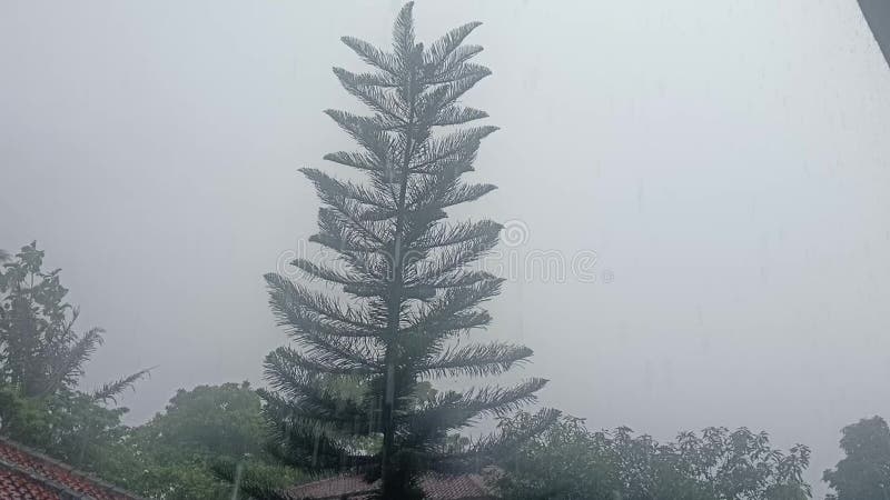 Spruce Tree Under Water Rain Stock Video - Video of plants, door: 174023573