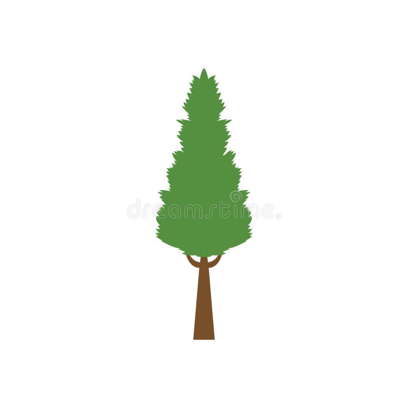 Spruce Tree. Vector Illustration Decorative Design Stock Vector ...