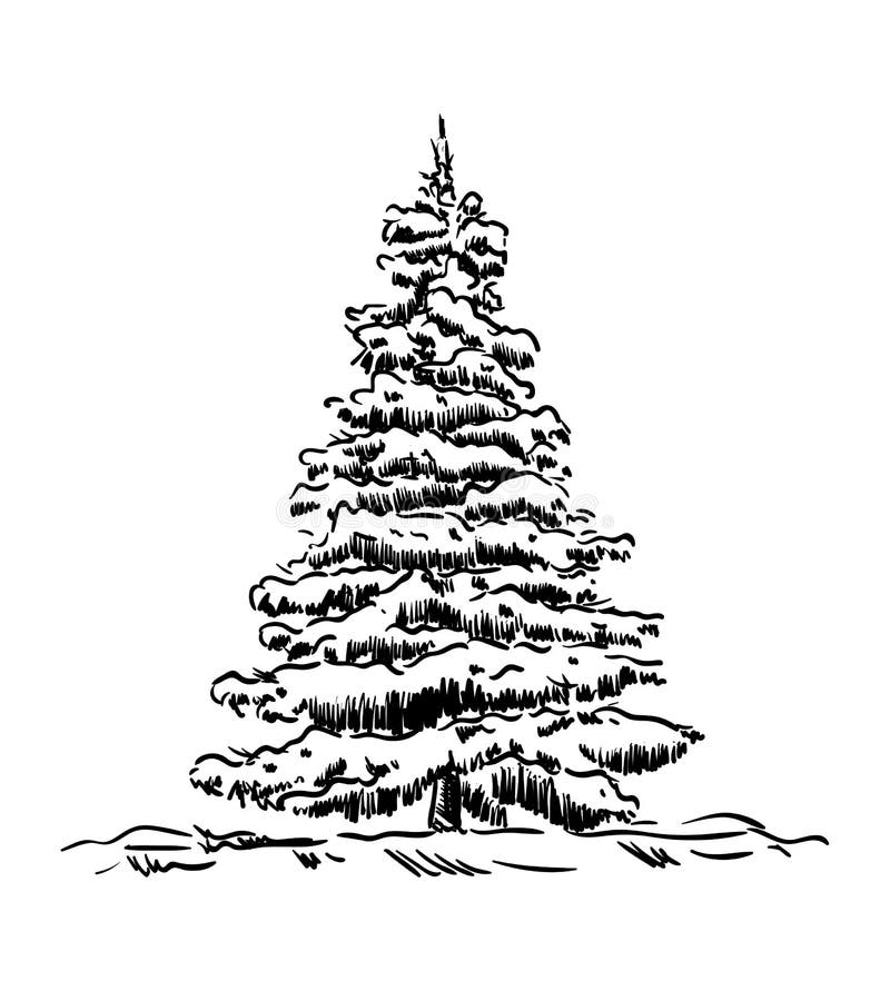 Spruce tree stock vector. Illustration of black, graphics - 85966128