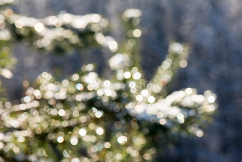Spruce Tree Winter Abstract Blur Boke Sunlight Stock Photos - Free ...