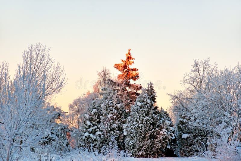 Spruce Tree in Winter Landscape Stock Image - Image of sunset ...