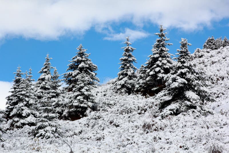 Spruce tree winter stock image. Image of landscape, site - 48212313