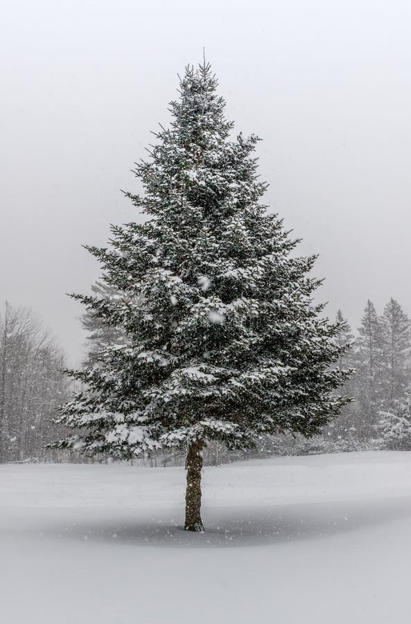 Spruce Tree in Winter Snow Storm Stock Image - Image of spruce, heavy ...