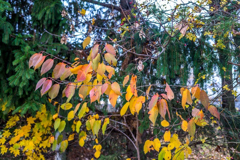 Spruce Tree with Yellow Leafs at Late Autumn Stock Photo - Image of ...