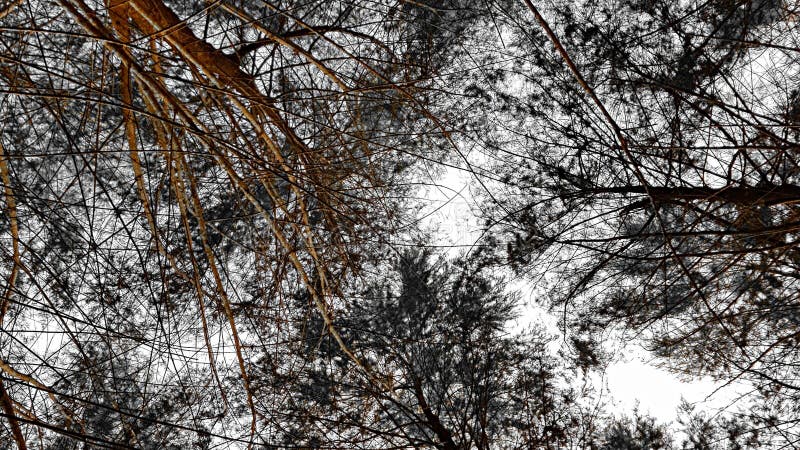 Spruce Trees from Below stock photo. Image of evergreen - 176033458