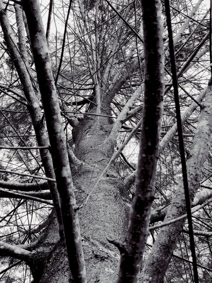Spruce Trees from Below stock image. Image of fall, forest - 176033555