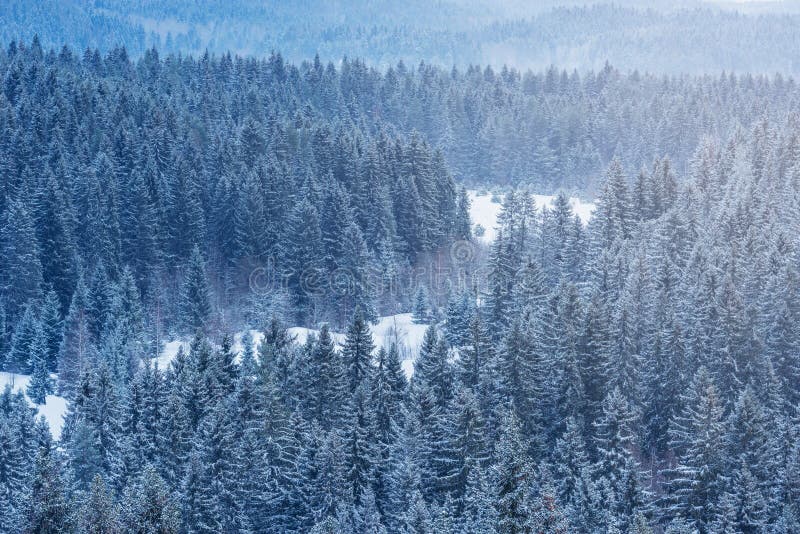Spruce Trees Forest in the Mountains at Winter Morning Stock Image ...
