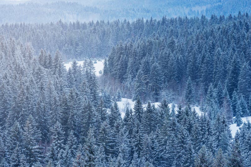 Spruce Trees Forest in the Mountains at Winter Morning Stock Photo ...