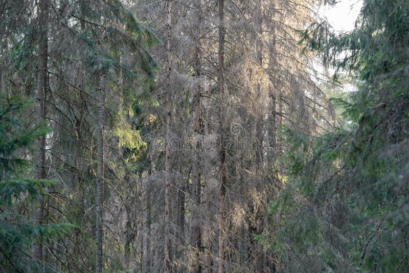 Dead Heavily Infested Spruce Forest with Bark Beetle Damage, Central ...