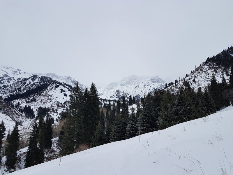 Spruce Trees in the Mountains. Stock Image - Image of motion, mountain ...