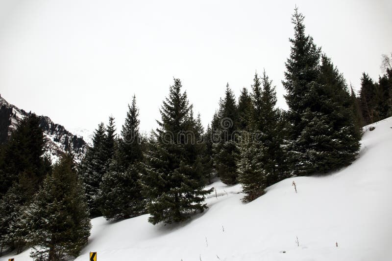 Spruce Trees in the Mountains. Stock Image - Image of light, mountain ...