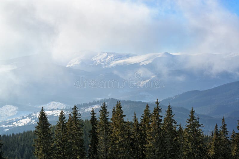 Spruce Trees in the Mountains Stock Photo - Image of mountain ...