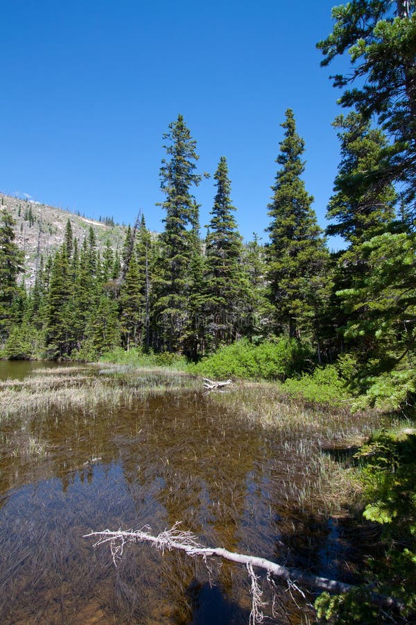 Spruce trees near the lake stock image. Image of forest - 23717735