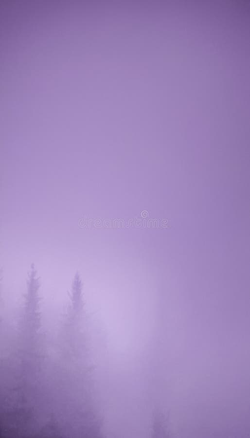 Spruce Trees in Purple Mist. Background, Backdrop with Copy Space Stock ...