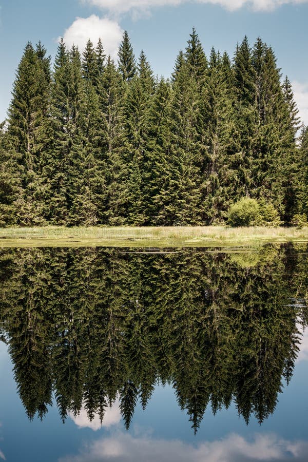Spruce Trees with Reflection on Water Surface Stock Photo - Image of ...