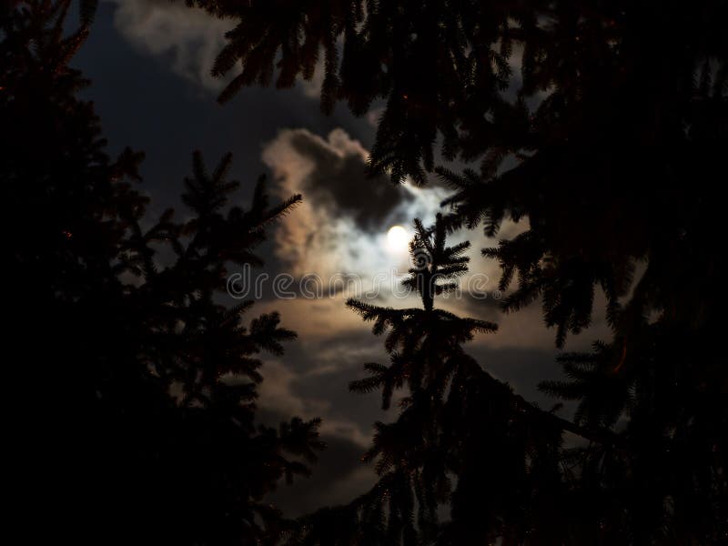 Spruce Trees in Shining Moonlight Stock Photo - Image of moon, glow ...