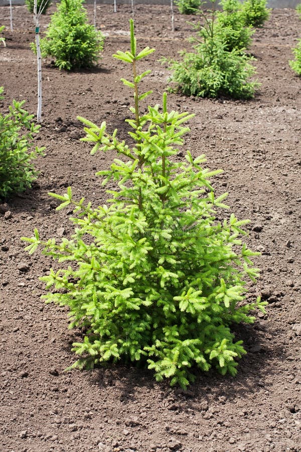 Spruce trees stock photo. Image of nature, branches, park - 31720310