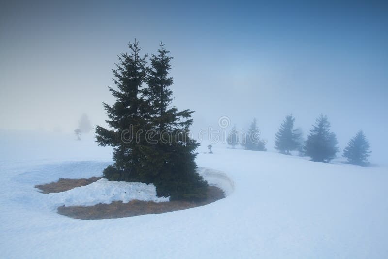 Spruce Trees in Snow and Fog Stock Photo - Image of outdoors, mist ...
