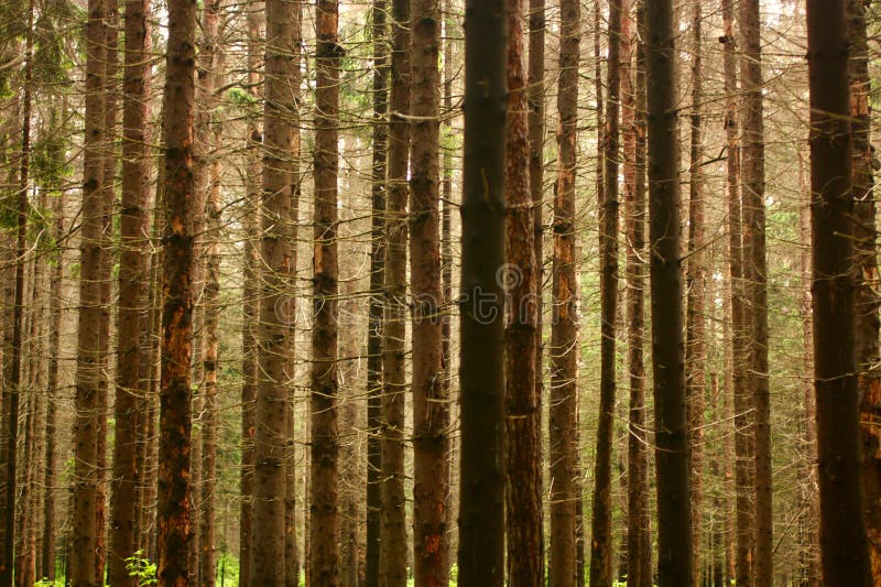 Spruce Trees Texture, Background Stock Photo - Image of moss, landscape ...