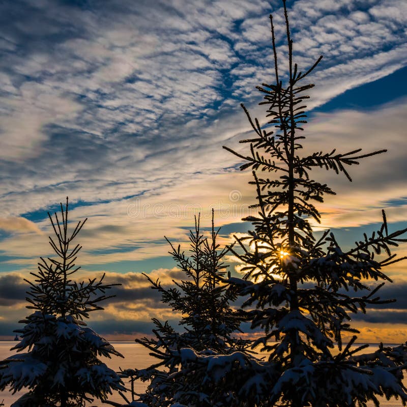 Spruce Trees stock photo. Image of snow, conifer, winter - 46479972