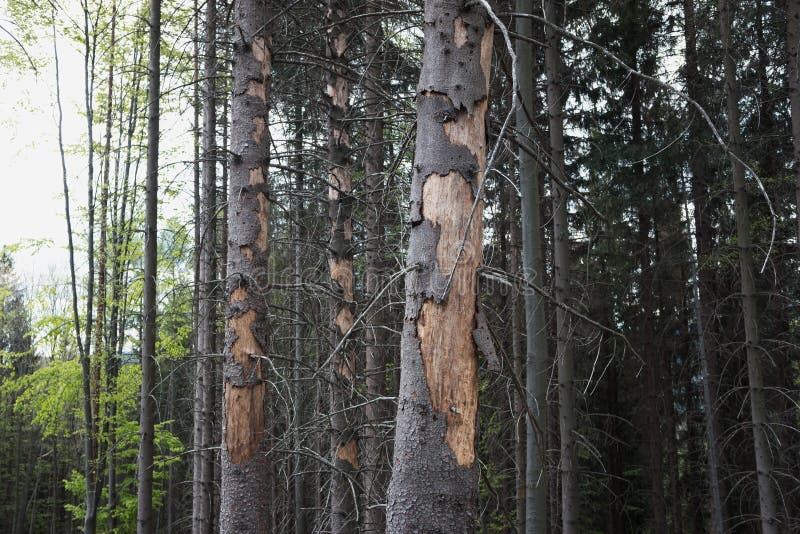 Spruce Trees Trunks Infested with Bark Beetles. Devastated Forest in ...