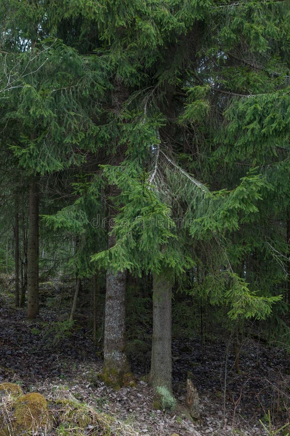 Spruce trees stock photo. Image of nature, forest, season - 93068214