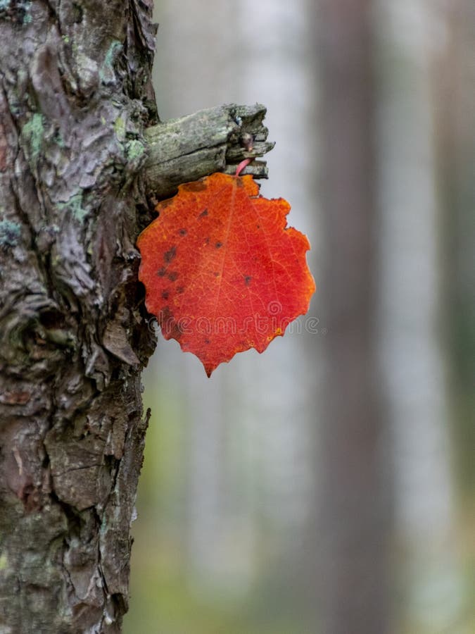 Spruce Trunk with a Bright Red Leaf, Blurred Background Stock Image ...