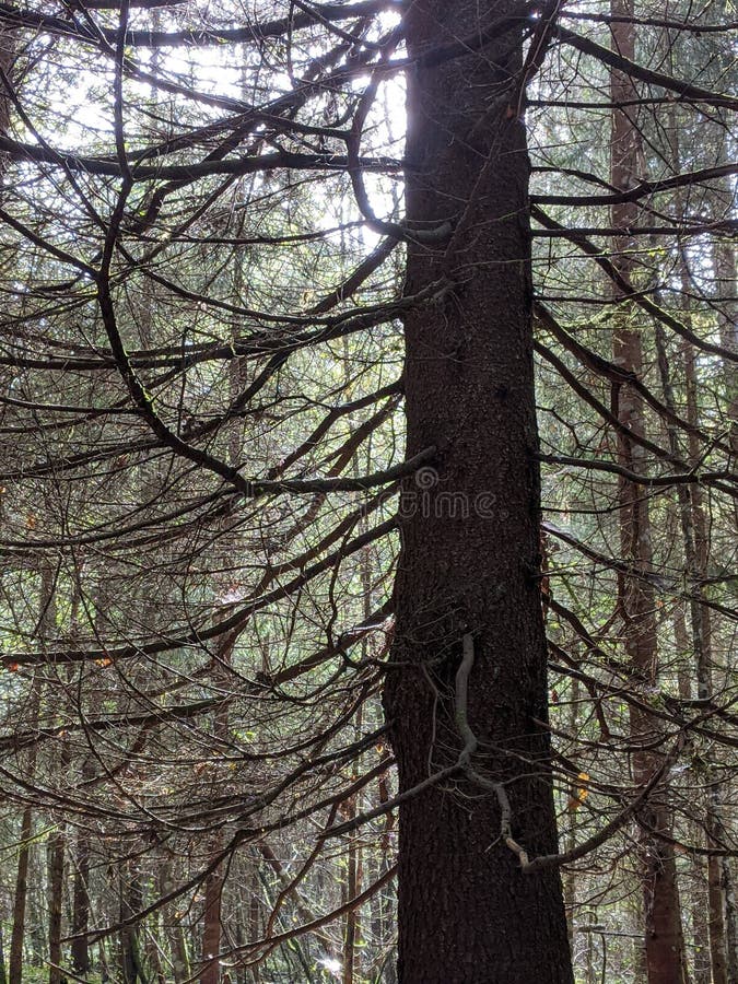 112 Overshadowing Stock Photos - Free & Royalty-Free Stock Photos from ...