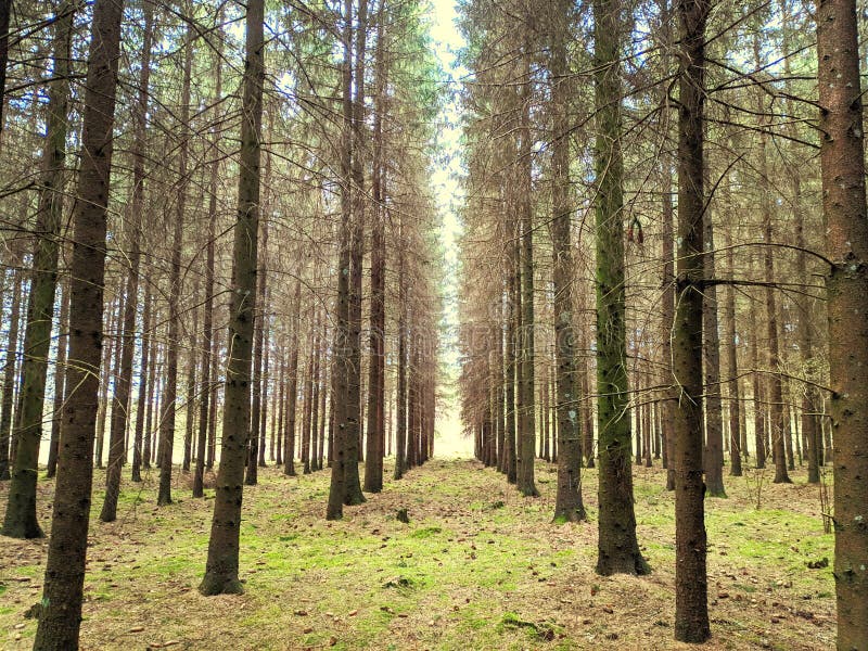 Spruce Trunk Cross Cut, Colour and Texture Stock Photo - Image of ...