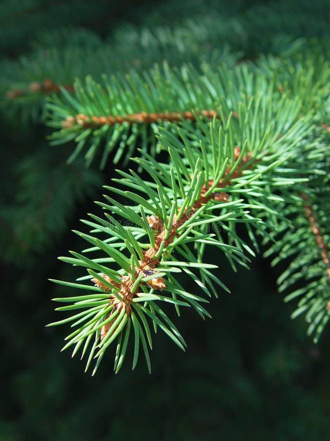 Spruce twig stock image. Image of environment, leaf, branch - 17373963