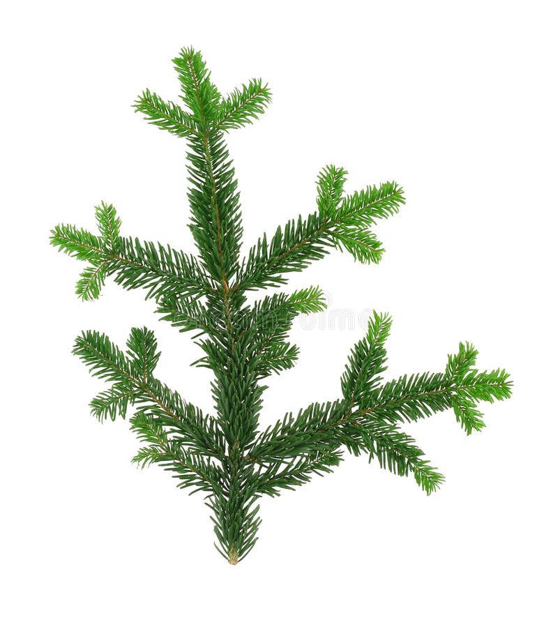 Spruce twig stock photo. Image of green, sprig, background - 2244760