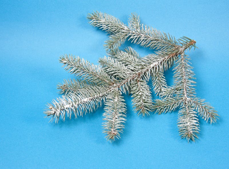 Green spruce twig stock image. Image of close, bough - 16724509