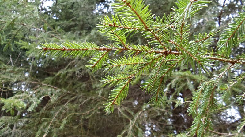 Spruce twig stock image. Image of nature, branch, green - 53762133