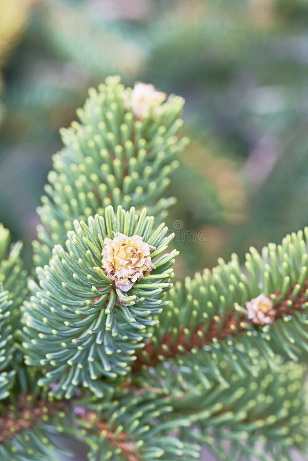 Spruce twig stock photo. Image of tree, lush, green, spring - 52865448