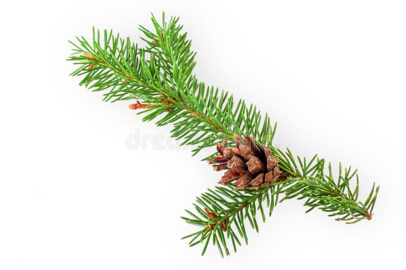 Spruce Twig with Cone on White Stock Image - Image of freshness, leaf ...