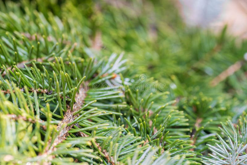 Spruce twig macro stock image. Image of ecology, drop - 124871013