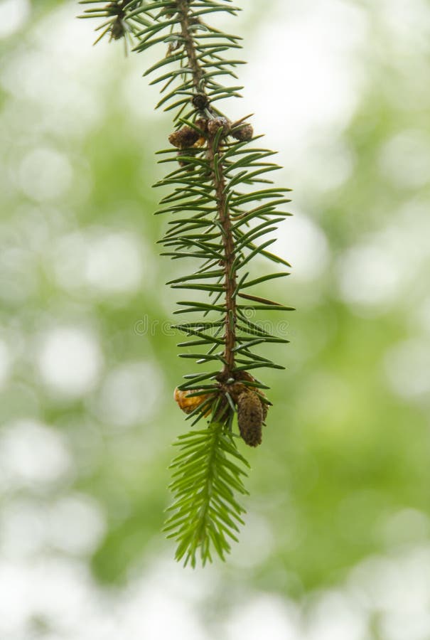 Spruce twig stock photo. Image of norway, picea, tree - 94548032