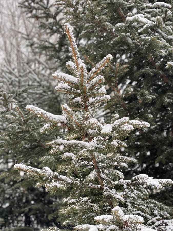 Spruce Twig in the Snowfall Stock Image - Image of russia, snowfall ...