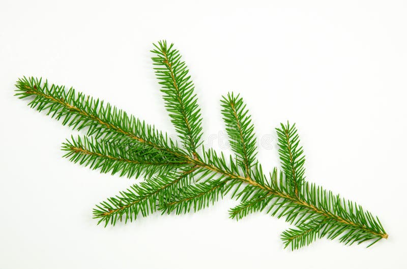 Spruce twig at white stock image. Image of green, season - 47524939