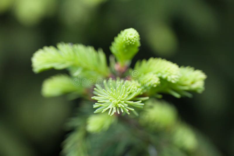 Spruce twig stock image. Image of macro, sprout, twig - 32024971