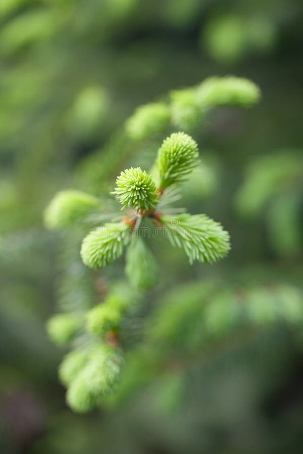 Spruce twig stock image. Image of burgeoning, needle - 32024977