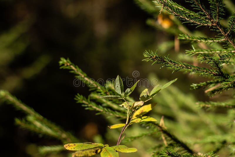 Spruce twigs stock image. Image of branch, forest, woodland - 218750803