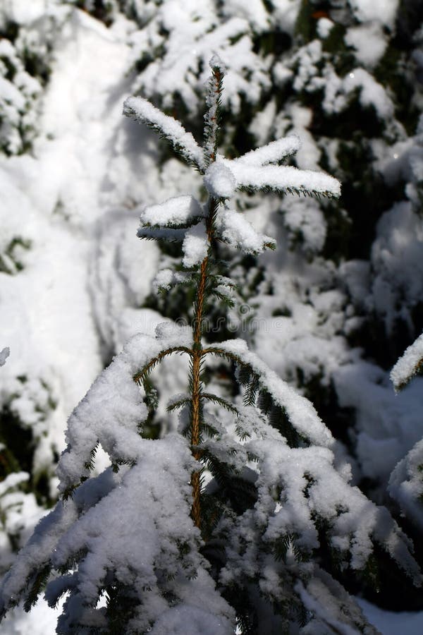 Spruce Twigs Covered with Snow Stock Image - Image of winter, wood ...