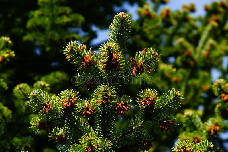 Spruce, Vegetation, Pine Family, Tree Stock Image - Image of biome ...