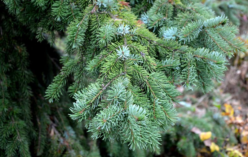 Spruce is a Very Slender with almost Horizontal, Short Branches that ...