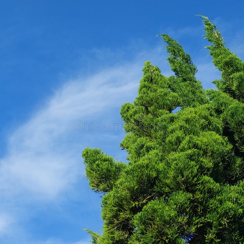 Spruce with a View of the Blue Sky, Seen Directly from Below Stock ...
