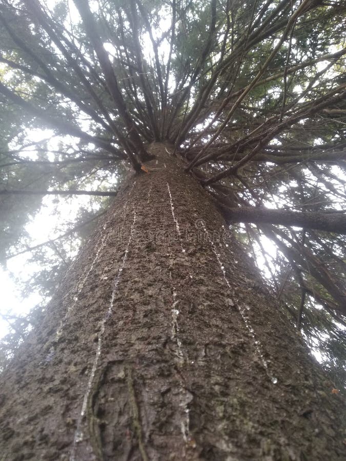 Spruce stock image. Image of forest, tear, spruce, tree - 159682741