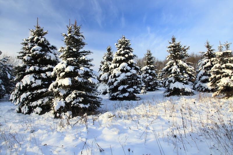 Spruce winter -. fir tree stock image. Image of nature - 61167869