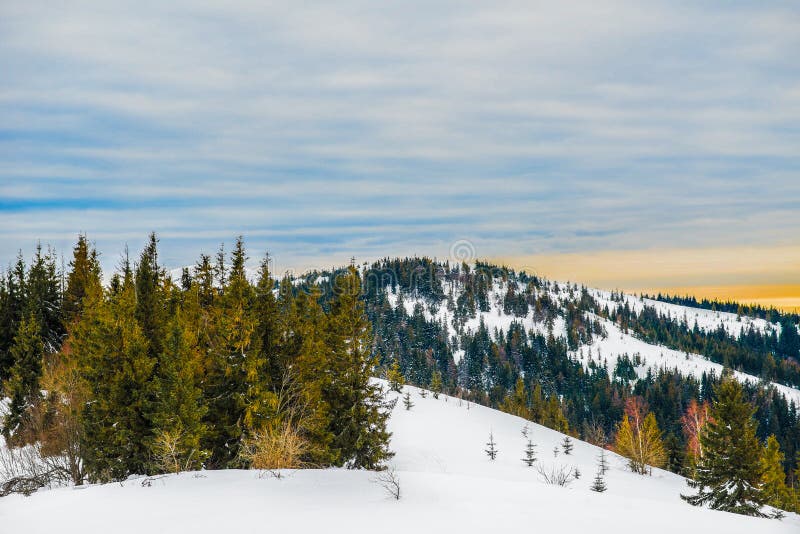 Spruce Winter Forest Overlooking the Mountains Stock Image - Image of ...