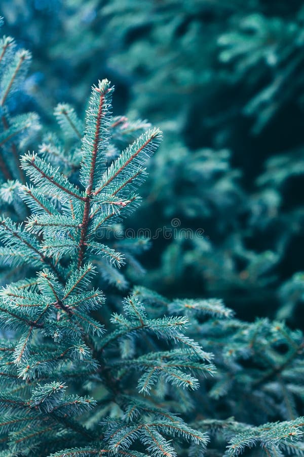 Spruce in a winter forest stock image. Image of texture - 188266823